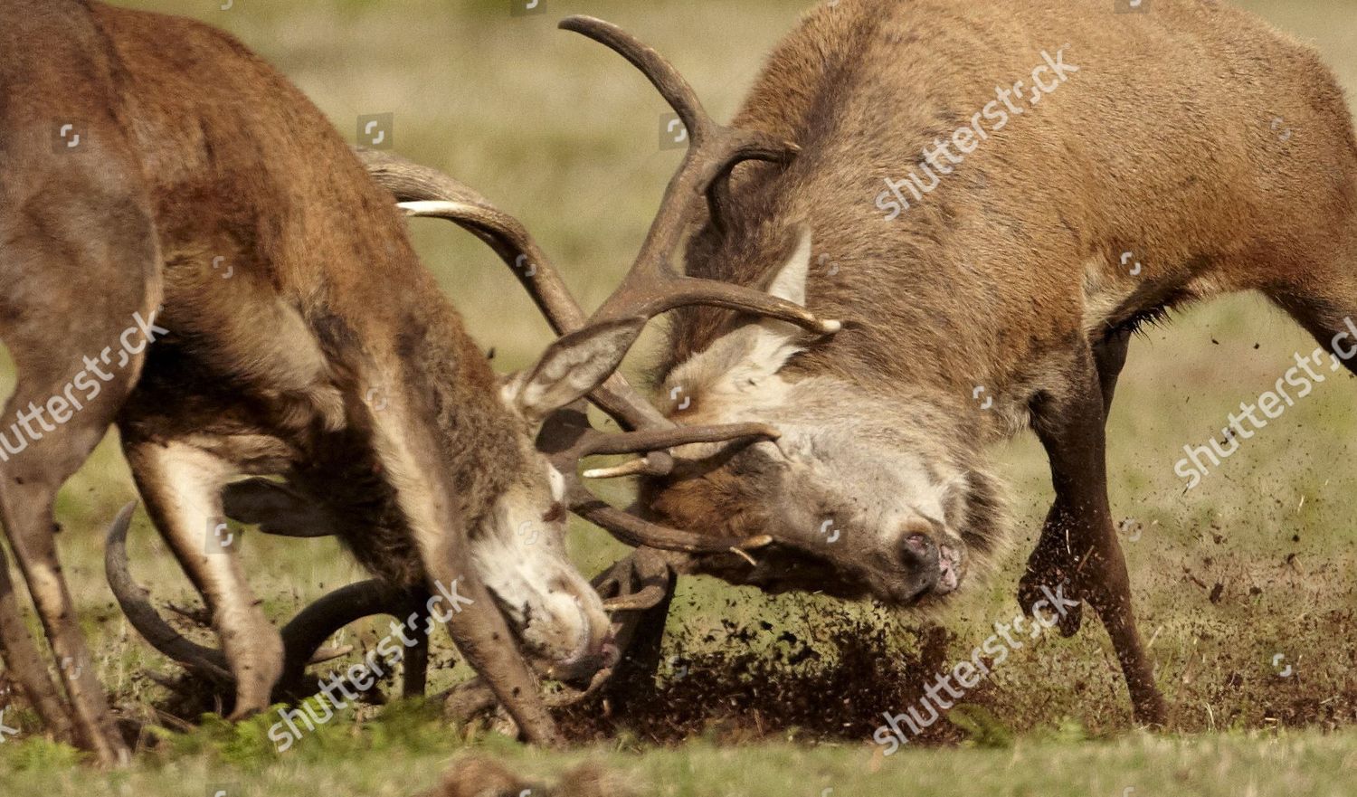 Stags Fighting Editorial Stock Photo - Stock Image | Shutterstock