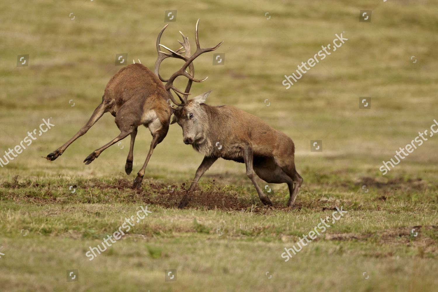 Stags Fighting Editorial Stock Photo - Stock Image | Shutterstock