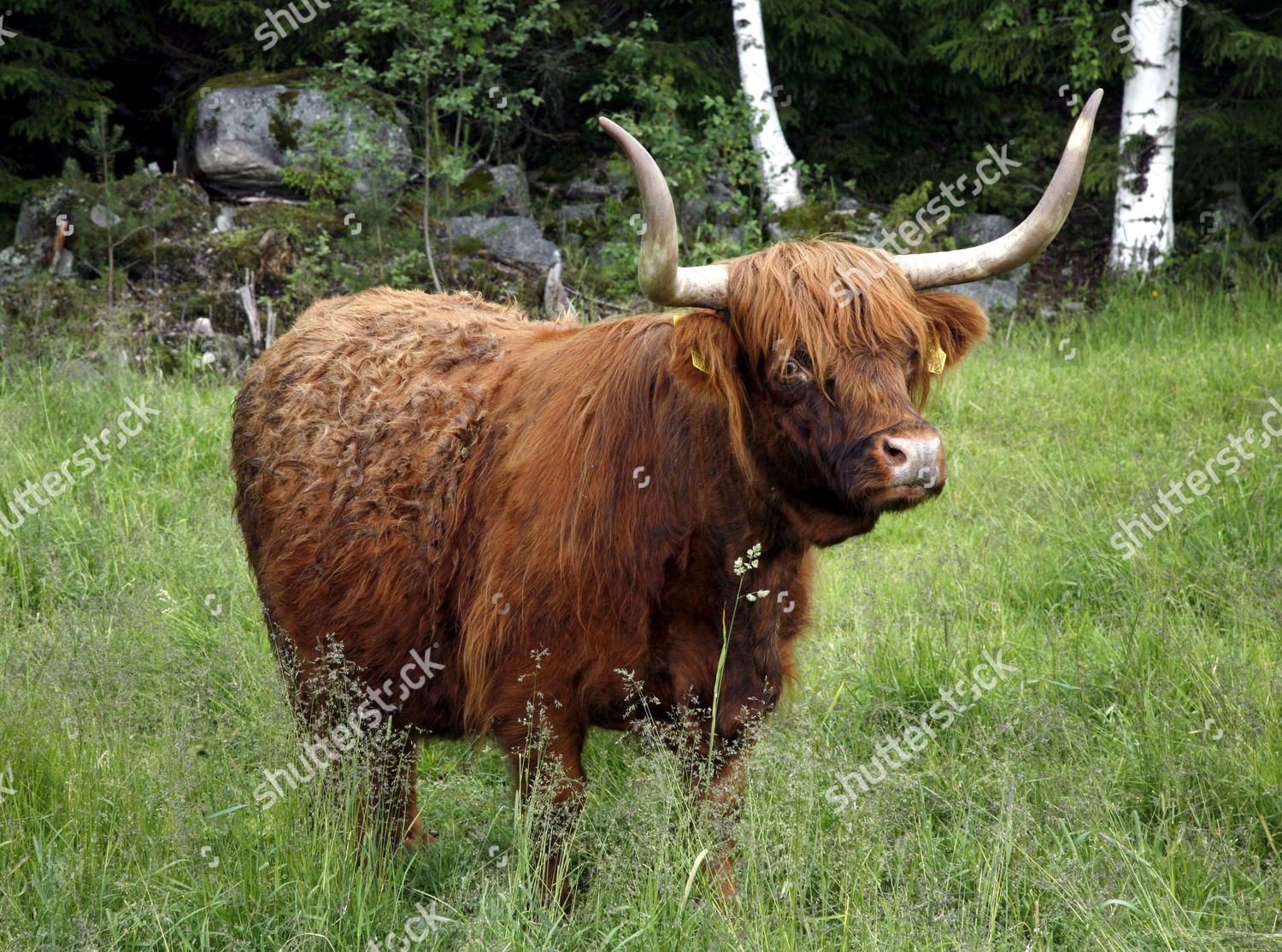 Highland Cow Out Pasture Heinavesi Editorial Stock Photo - Stock Image ...