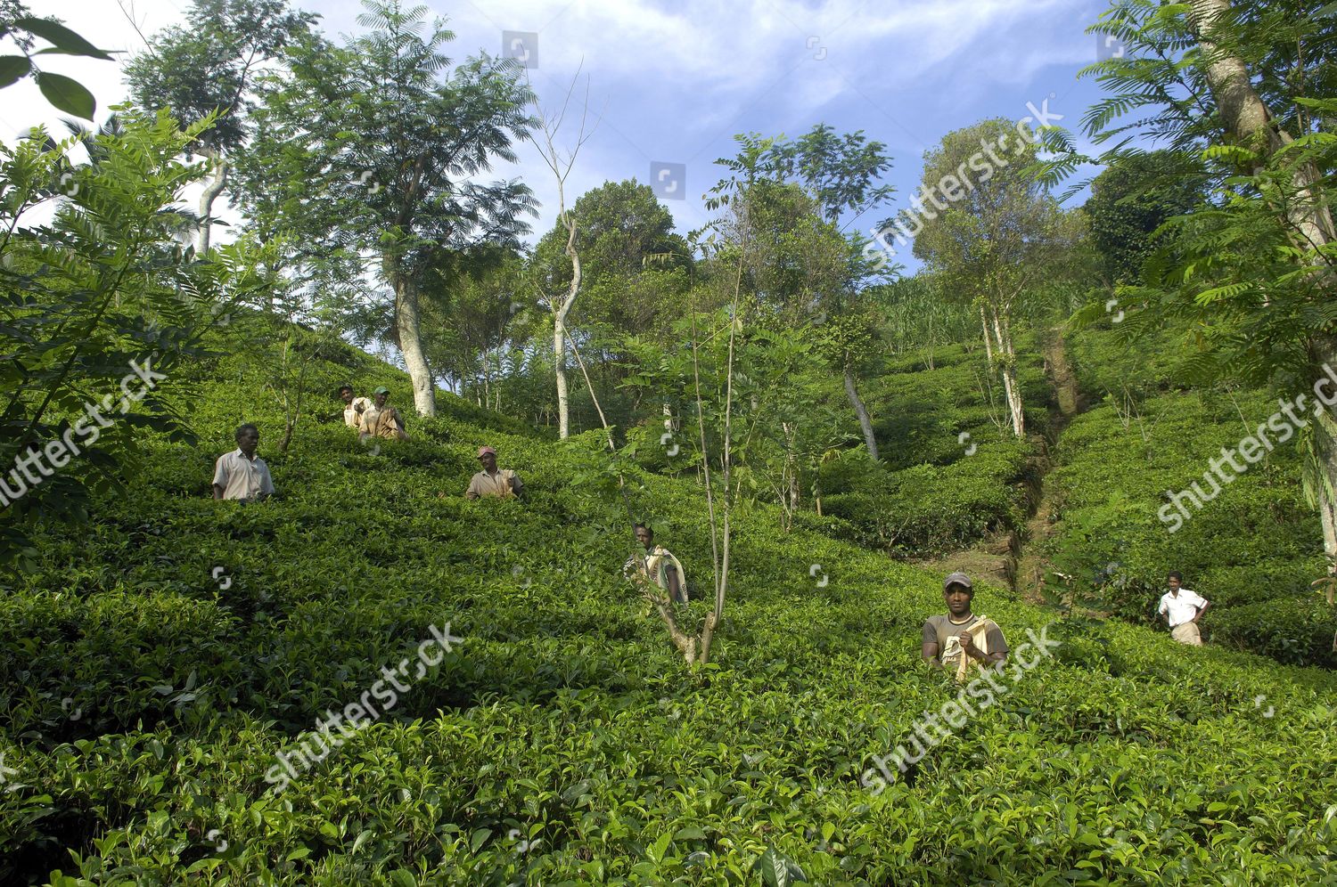 Tea Workers On Lumbini Tea Estate Editorial Stock Photo - Stock Image ...