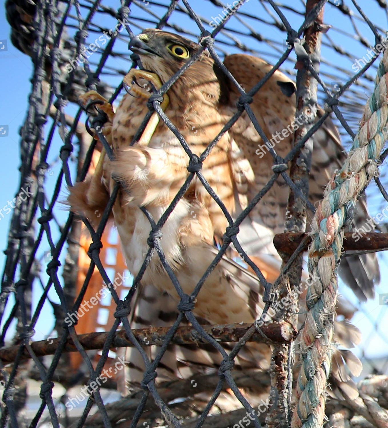 Sparrow Hawk Caught Lobster Pot Editorial Stock Photo - Stock Image ...