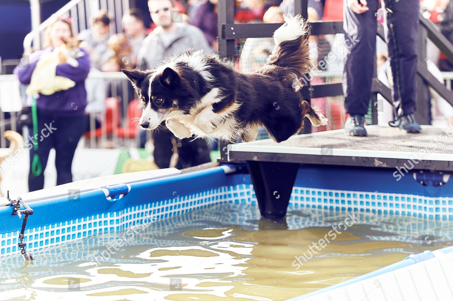 Dogs Taking Part Doggy Diving Competition Editorial Stock Photo - Stock ...
