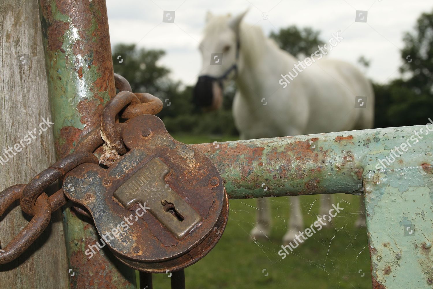 Padlocked Country Gate Protecting Horse Field Editorial Stock Photo ...