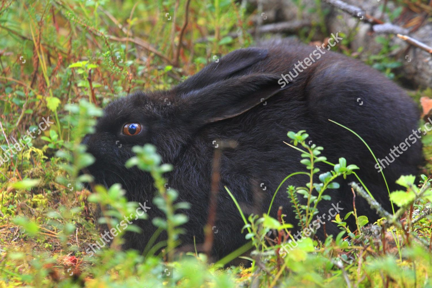 Mountain Hare Lepus Timidus Large Carnivore Editorial Stock Photo ...