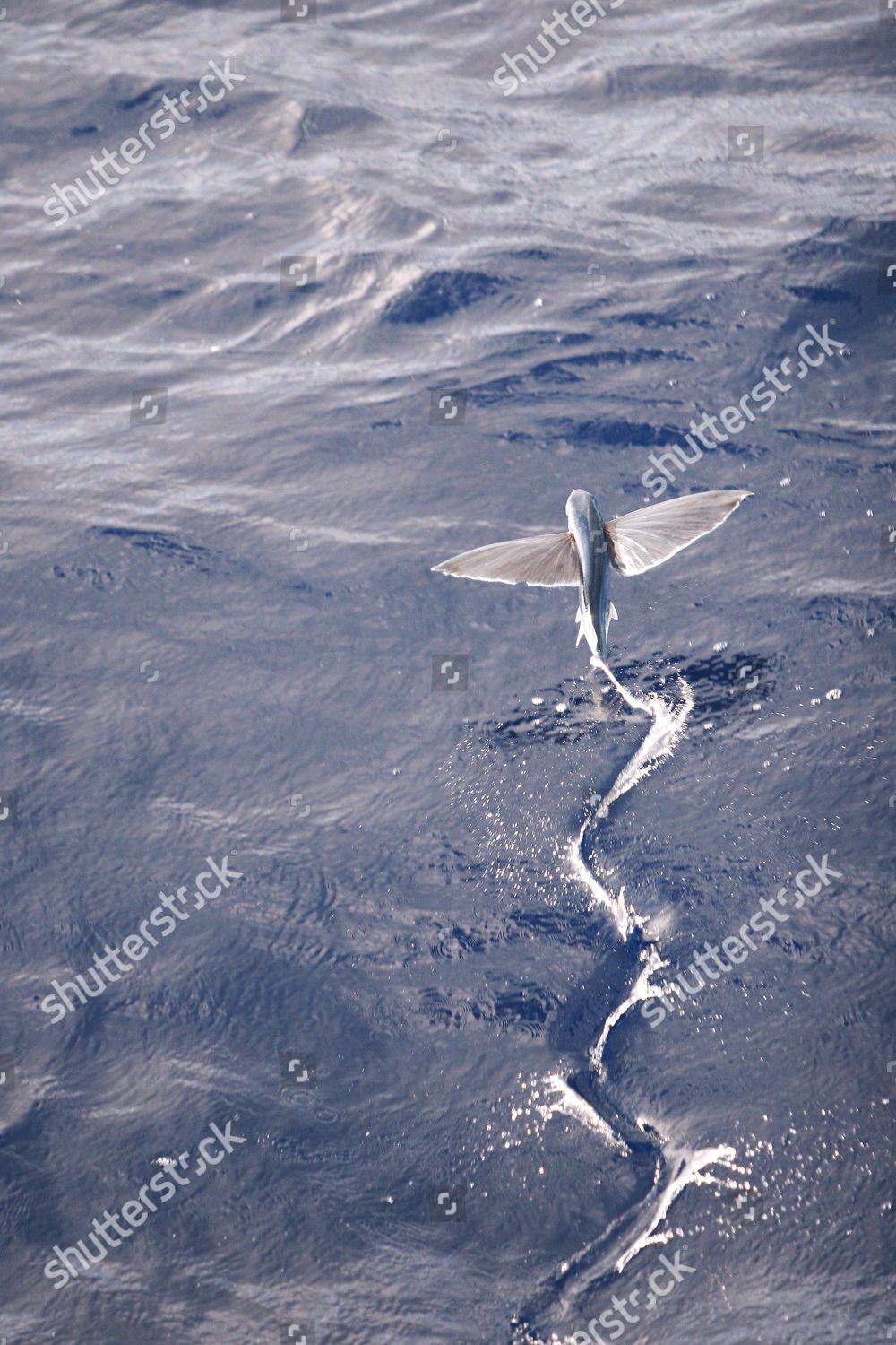 Atlantic Flying Fish Cypselurus Melanurus Fleeing Editorial Stock Photo ...