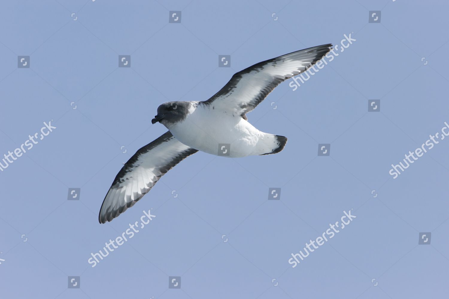 Adult Cape Petrel Daption Capense On Editorial Stock Photo - Stock ...