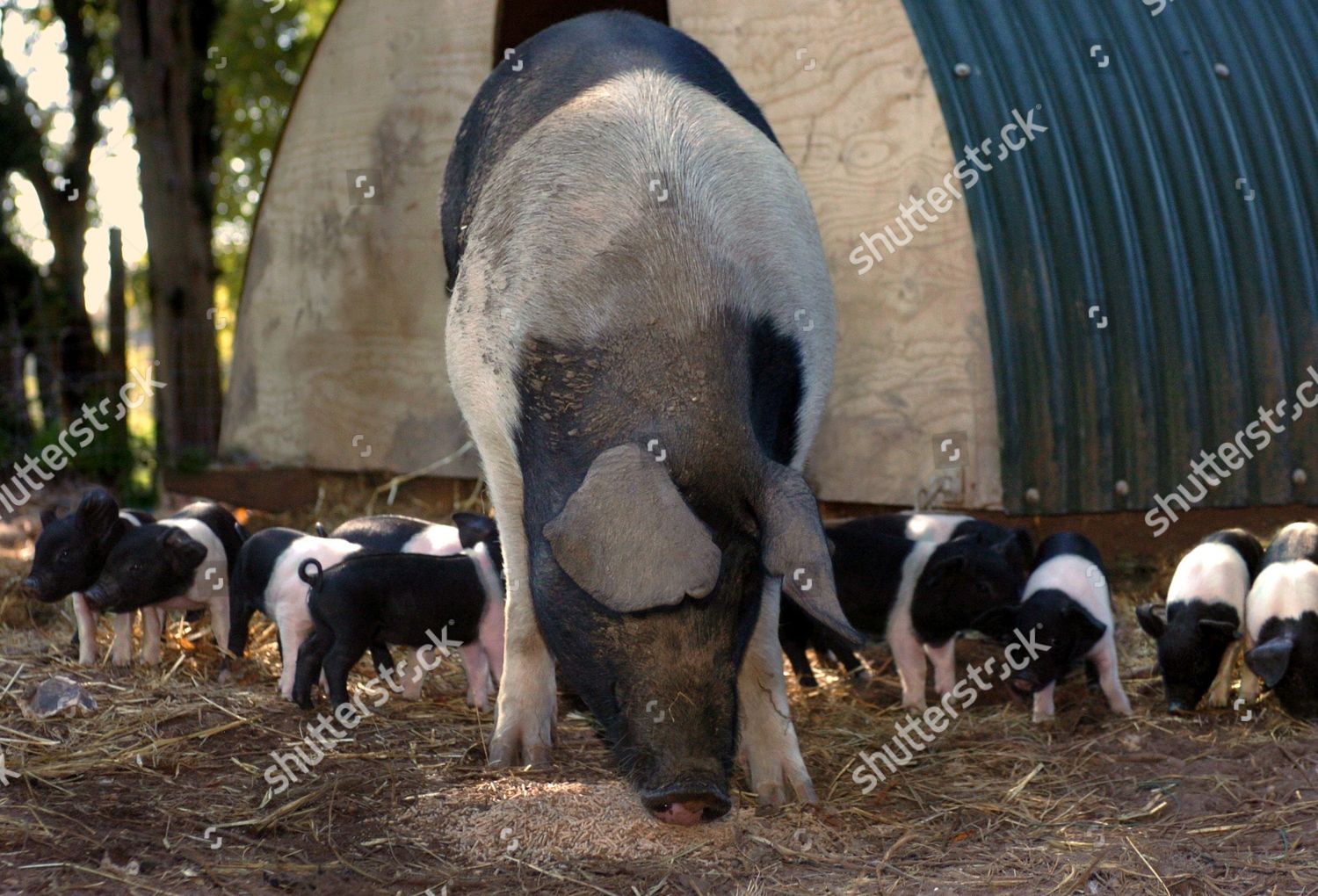 Jane British Saddleback Sow Her Piglets Editorial Stock Photo - Stock ...