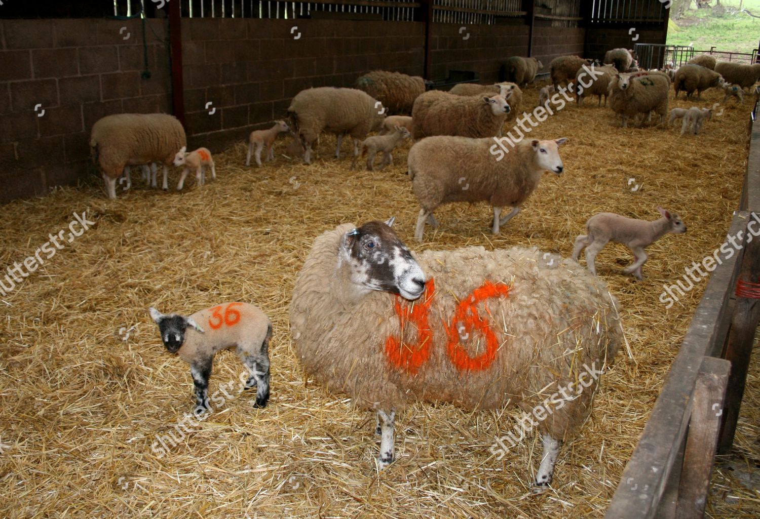 Sheep On Organic Farm Editorial Stock Photo - Stock Image | Shutterstock