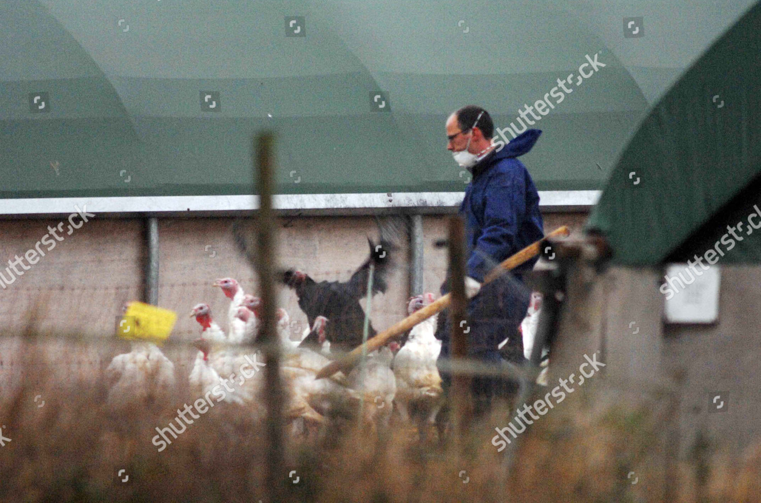 Defra Official Redgrave Park Farm Heards Editorial Stock Photo - Stock ...
