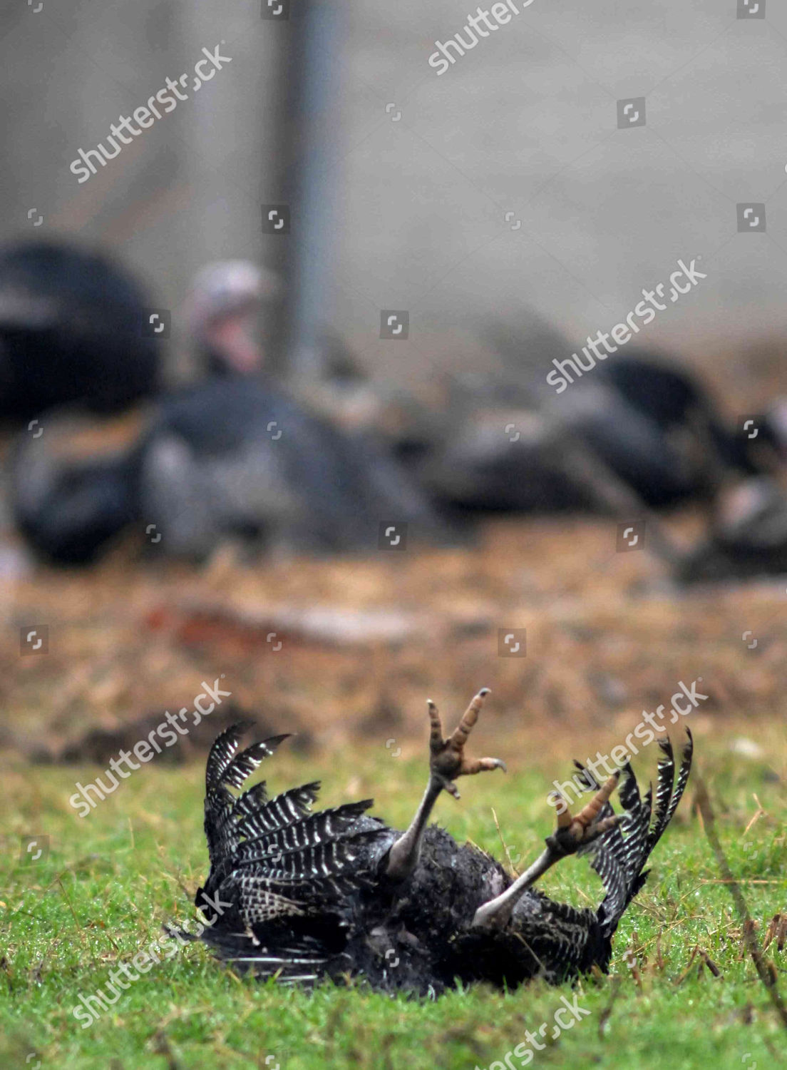 Dead Turkey Editorial Stock Photo - Stock Image | Shutterstock