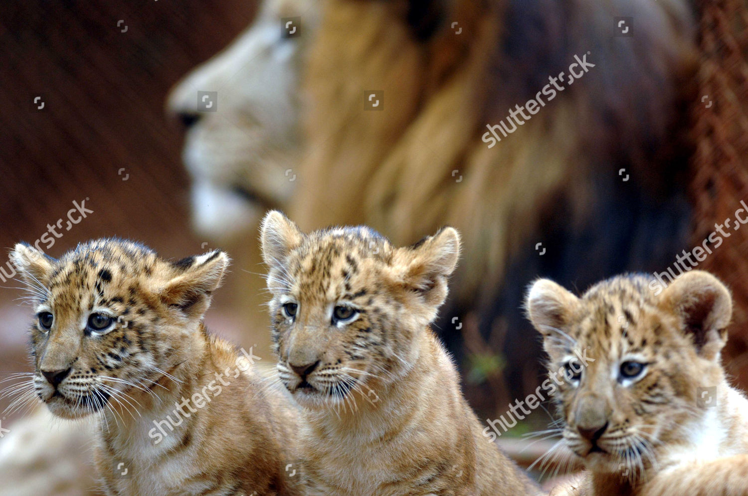 Cute Liger Cubs