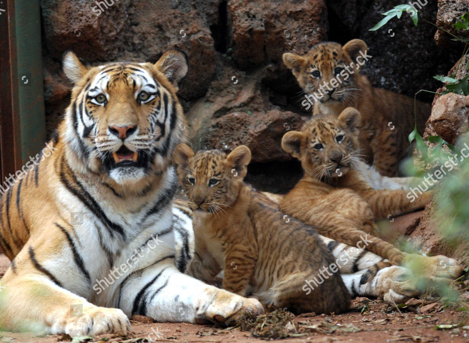Liger Three Surviving Baby Cubs Seen Editorial Stock Photo - Stock ...