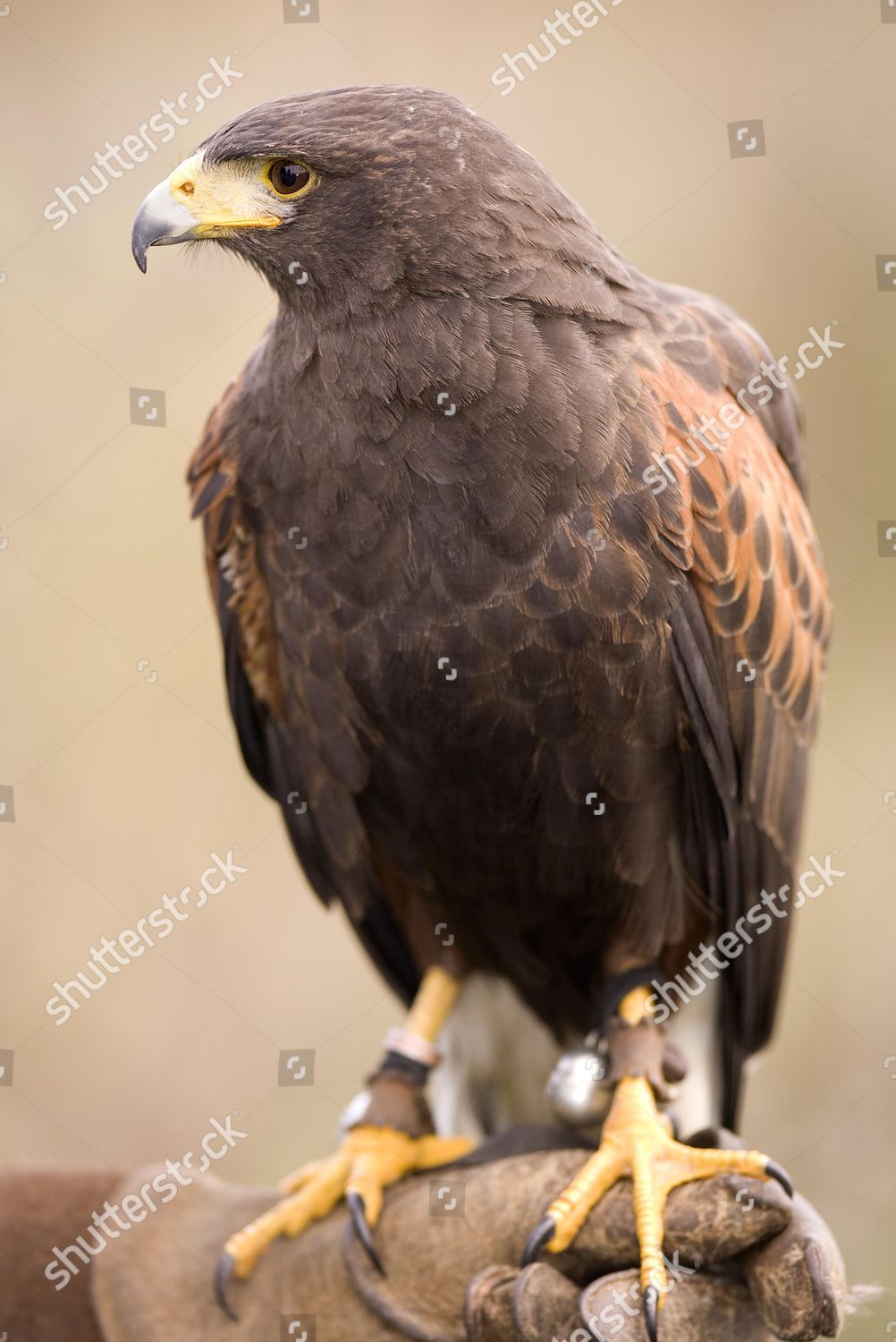 Harriss Hawk Harris Hawk Formerly Known Editorial Stock Photo - Stock ...
