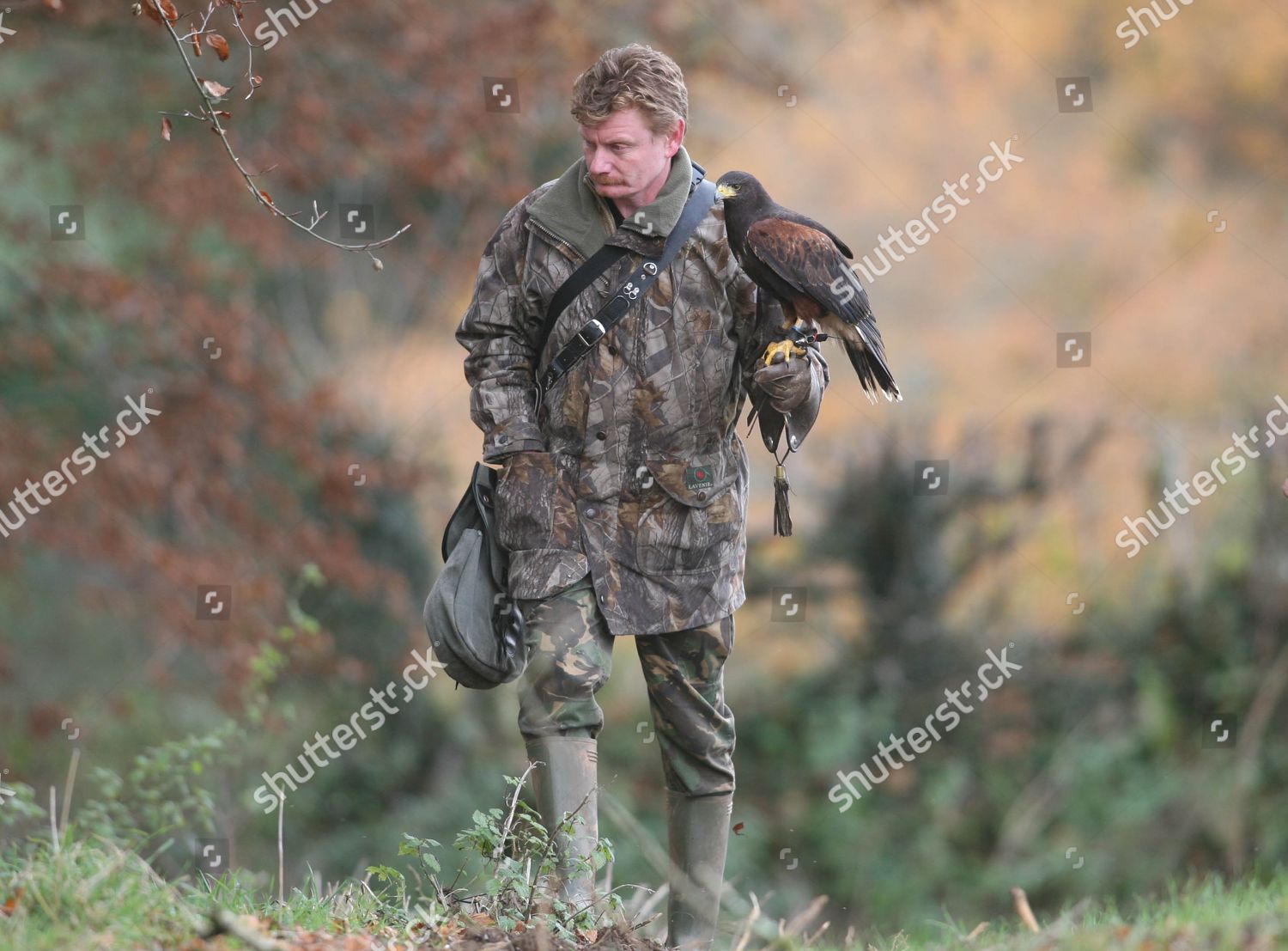 Falconer George Hedges His Harris Hawk Editorial Stock Photo - Stock ...