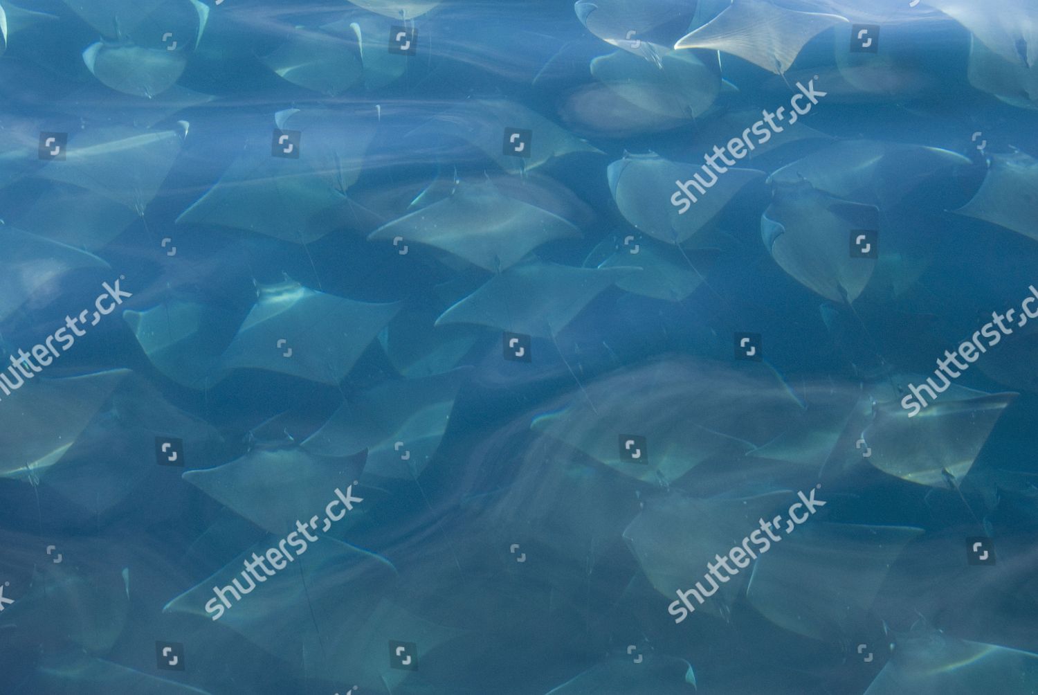 Mobula Ray Mobula Japonica Large Densely Editorial Stock Photo - Stock ...