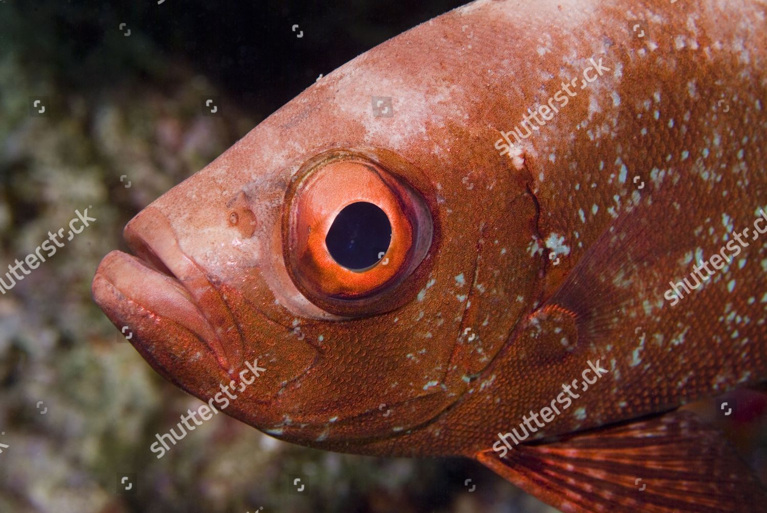 Common Bigeye Priacanthus Hamrur Red Sea Editorial Stock Photo - Stock ...