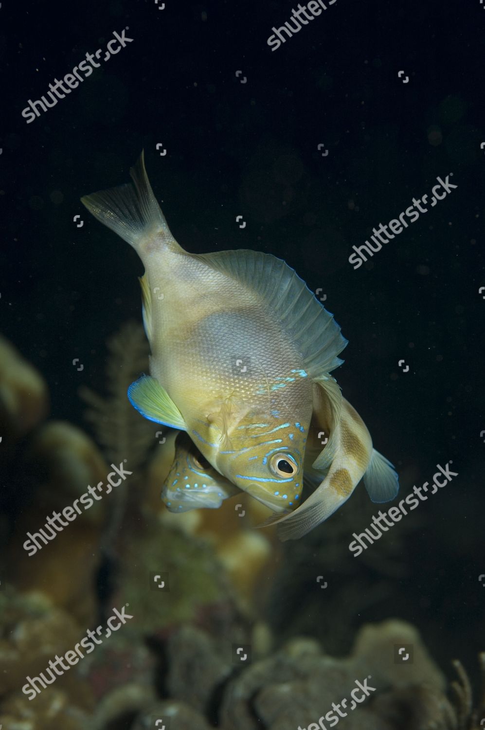 Mating Hamlet Fish Caymans Editorial Stock Photo - Stock Image ...