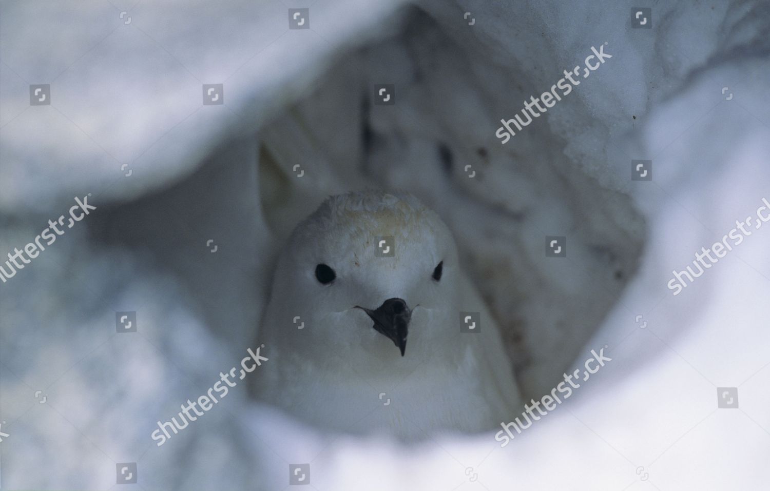 Nesting Snow Petrel Pagodroma Nivea Commonwealth Editorial Stock Photo ...