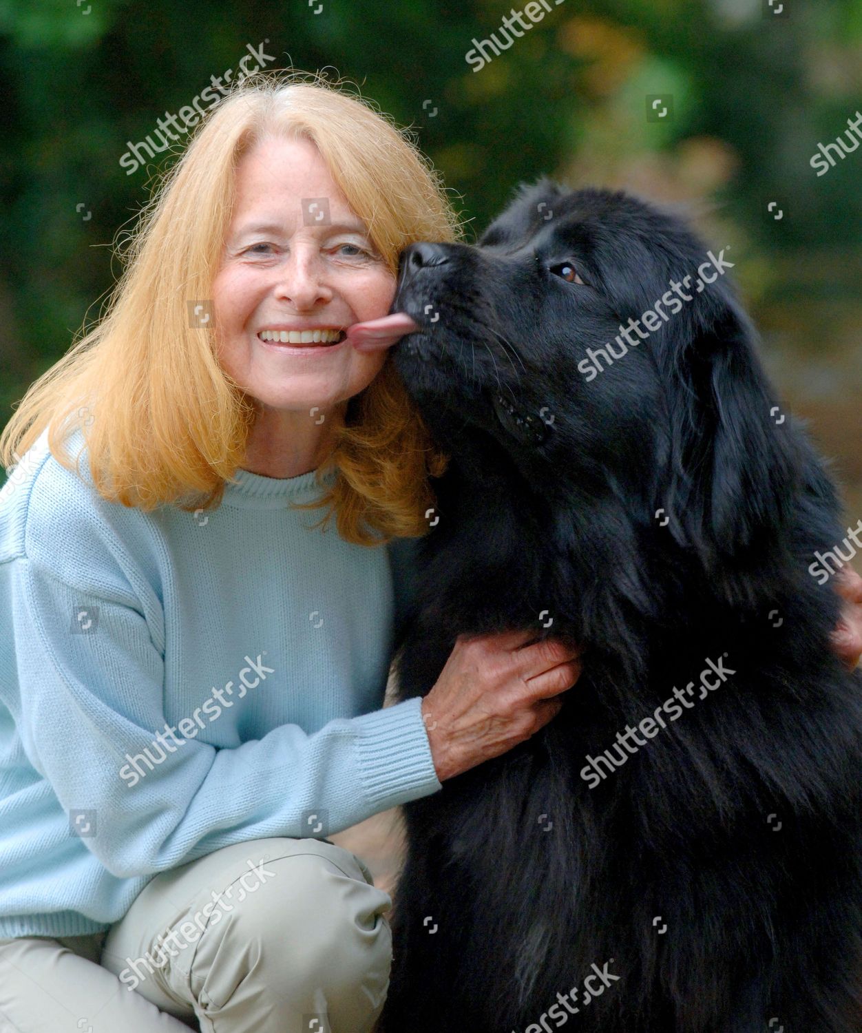 Newfoundland Pup Connie Who Helps Out Editorial Stock Photo - Stock ...