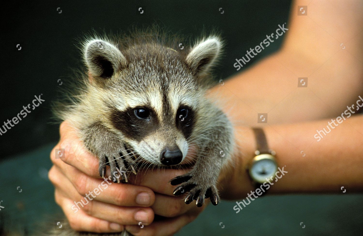 Raccoon Symbol Cajun Louisiana America Editorial Stock Photo - Stock ...