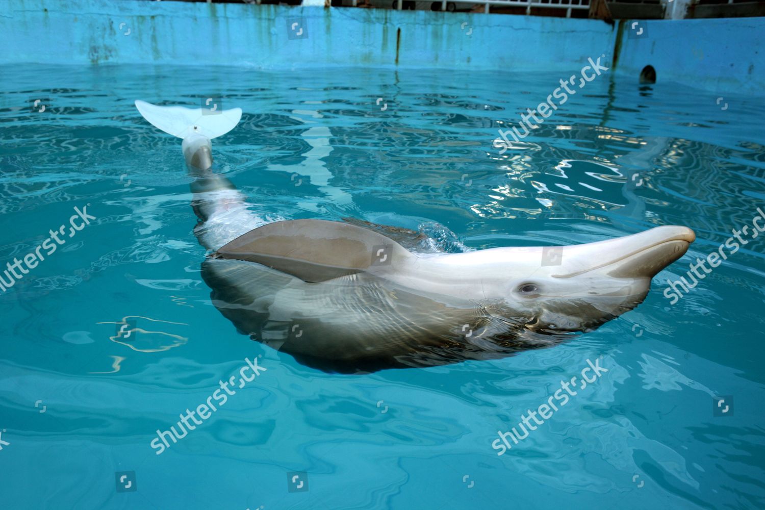 Winter Dolphin Wearing Prosthetic Tail Editorial Stock Photo - Stock ...
