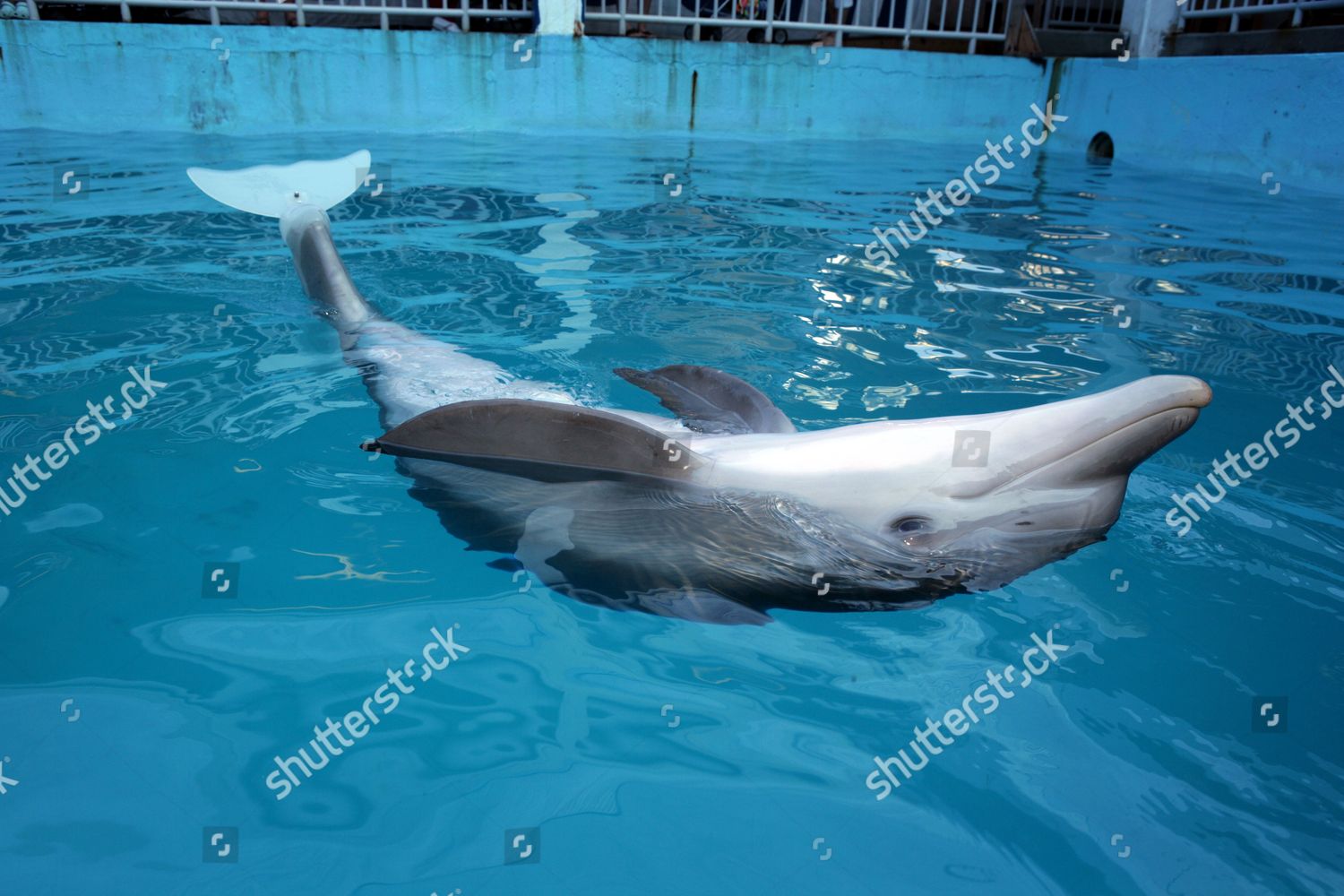 Winter Dolphin Wearing Prosthetic Tail Editorial Stock Photo - Stock ...