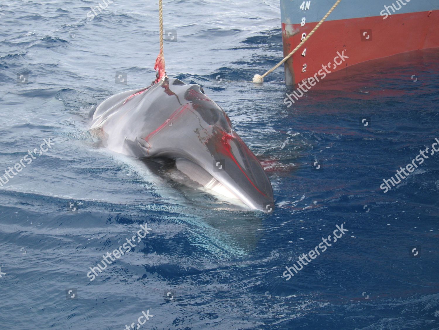 Dead Minke Whale Harpooned By Japanese Editorial Stock Photo - Stock ...