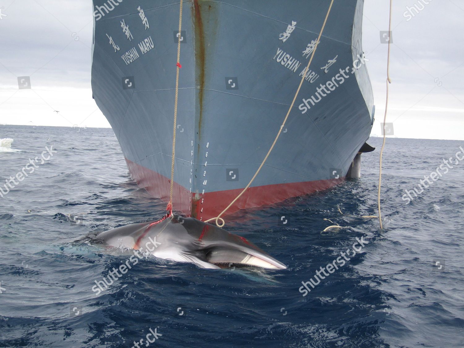 Dead Minke Whale Harpooned By Japanese Editorial Stock Photo - Stock ...