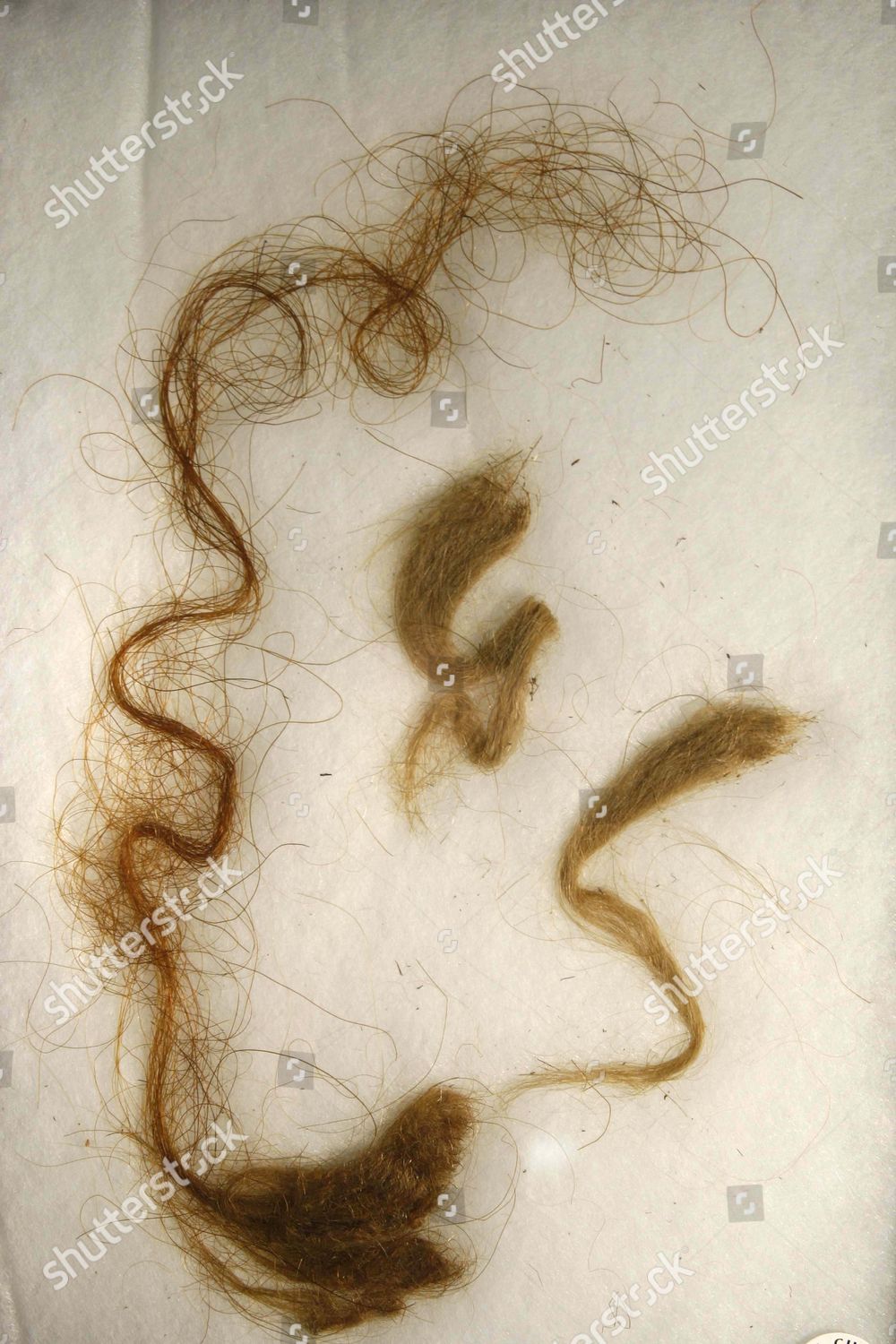 Woolly Mammoth Hair 287 8001200 Editorial Stock Photo - Stock Image ...