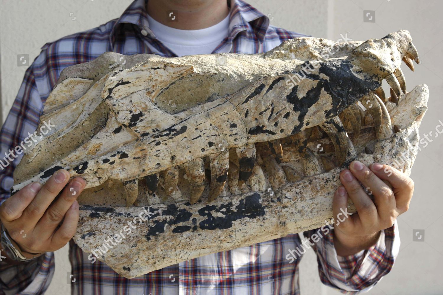 Joshua Chait Holding Rare Tyrannosaurid Skull Editorial Stock Photo ...