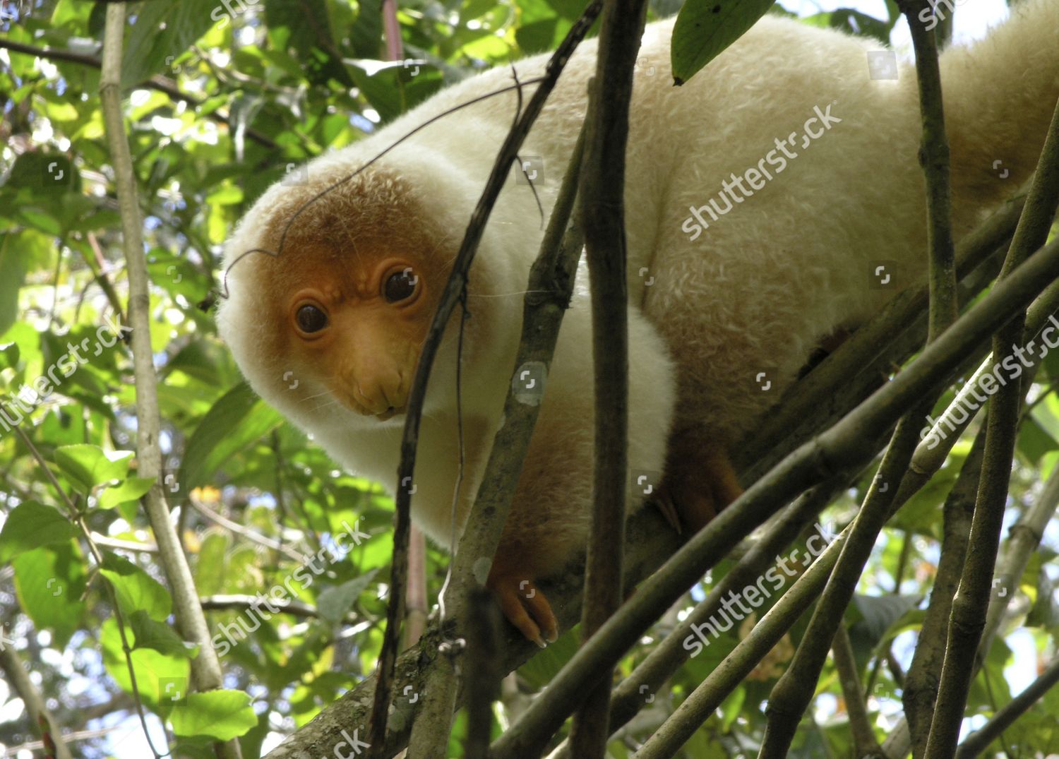SPOTTED CUSCUS PHALANGER MACULATUS Editorial Stock Photo - Stock Image ...