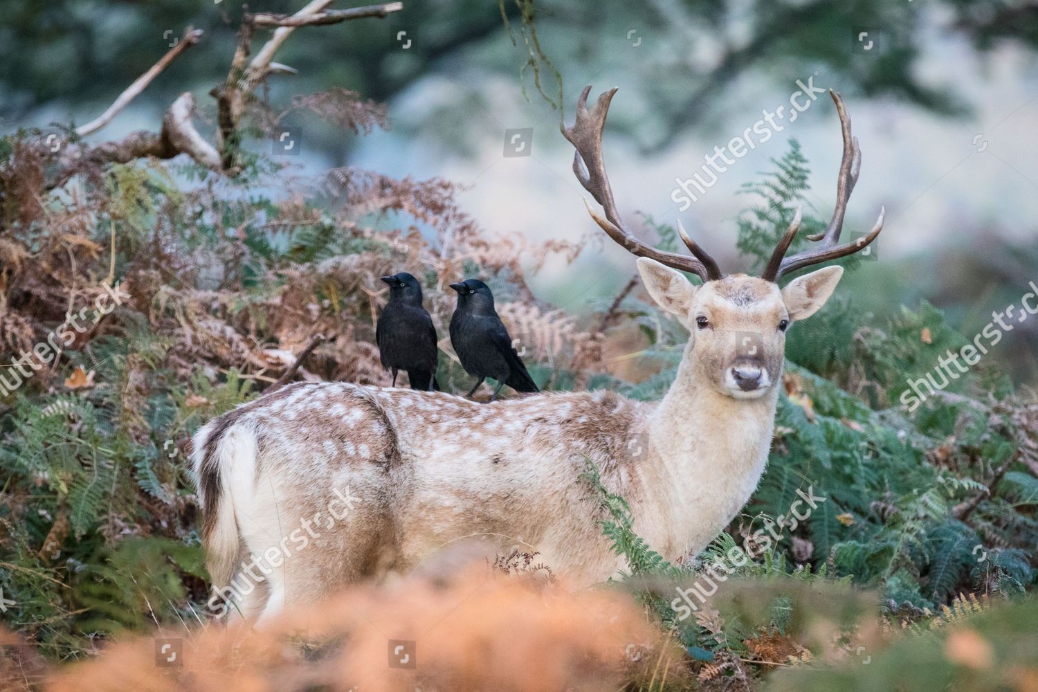 Fallow Deer Seen Sunrise Among Trees Editorial Stock Photo - Stock ...