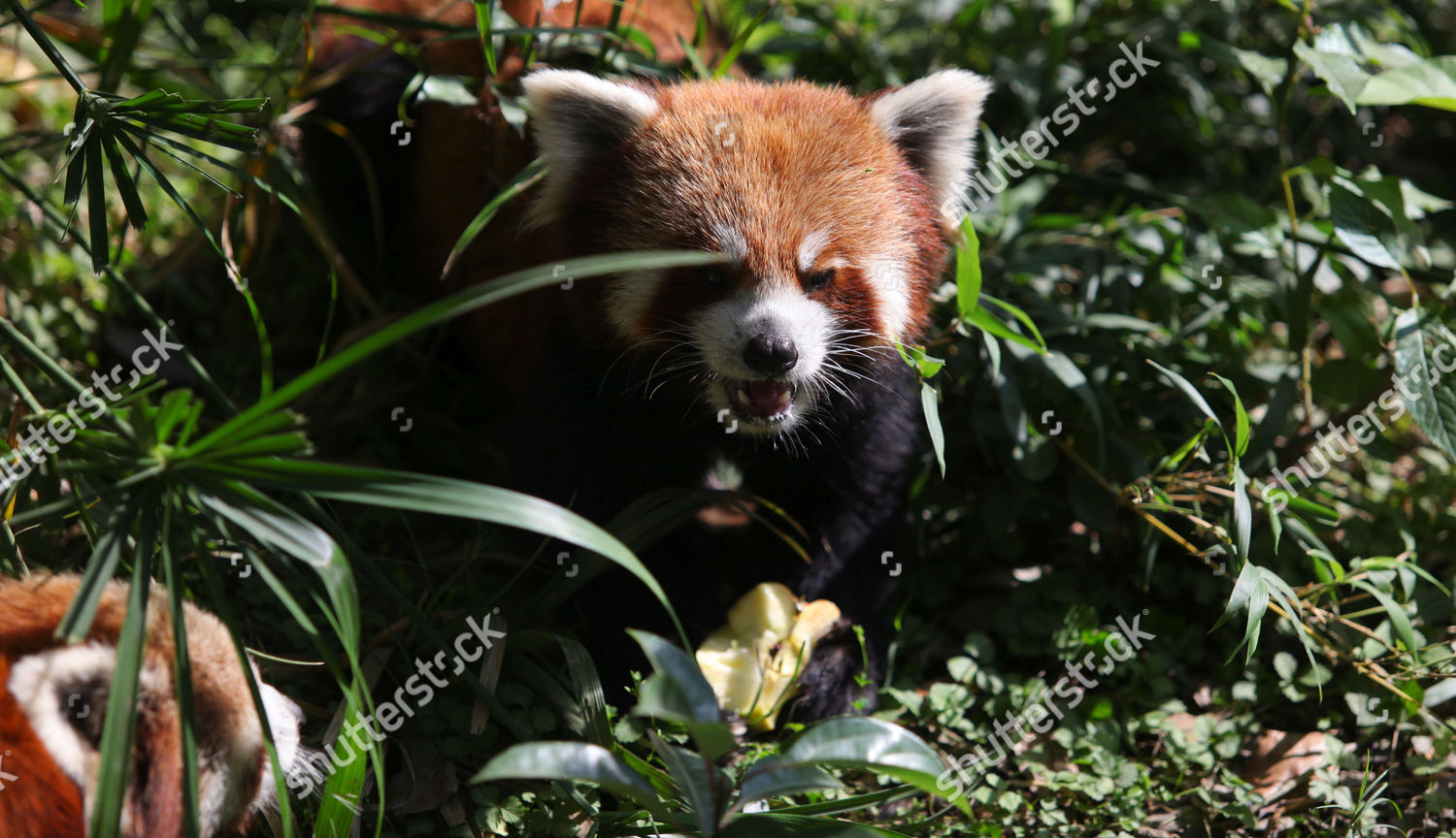 Red Panda Eats Apple Central Zoo Editorial Stock Photo - Stock Image ...