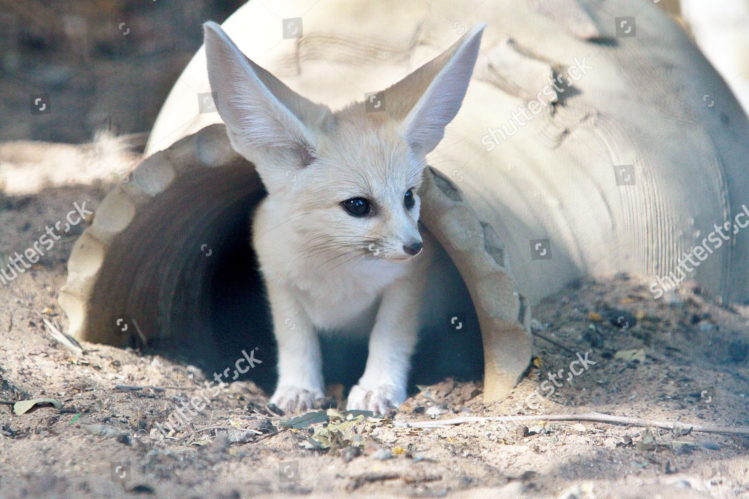Sevenweek Old Fennec Fox Vulpes Zerda Editorial Stock Photo - Stock ...
