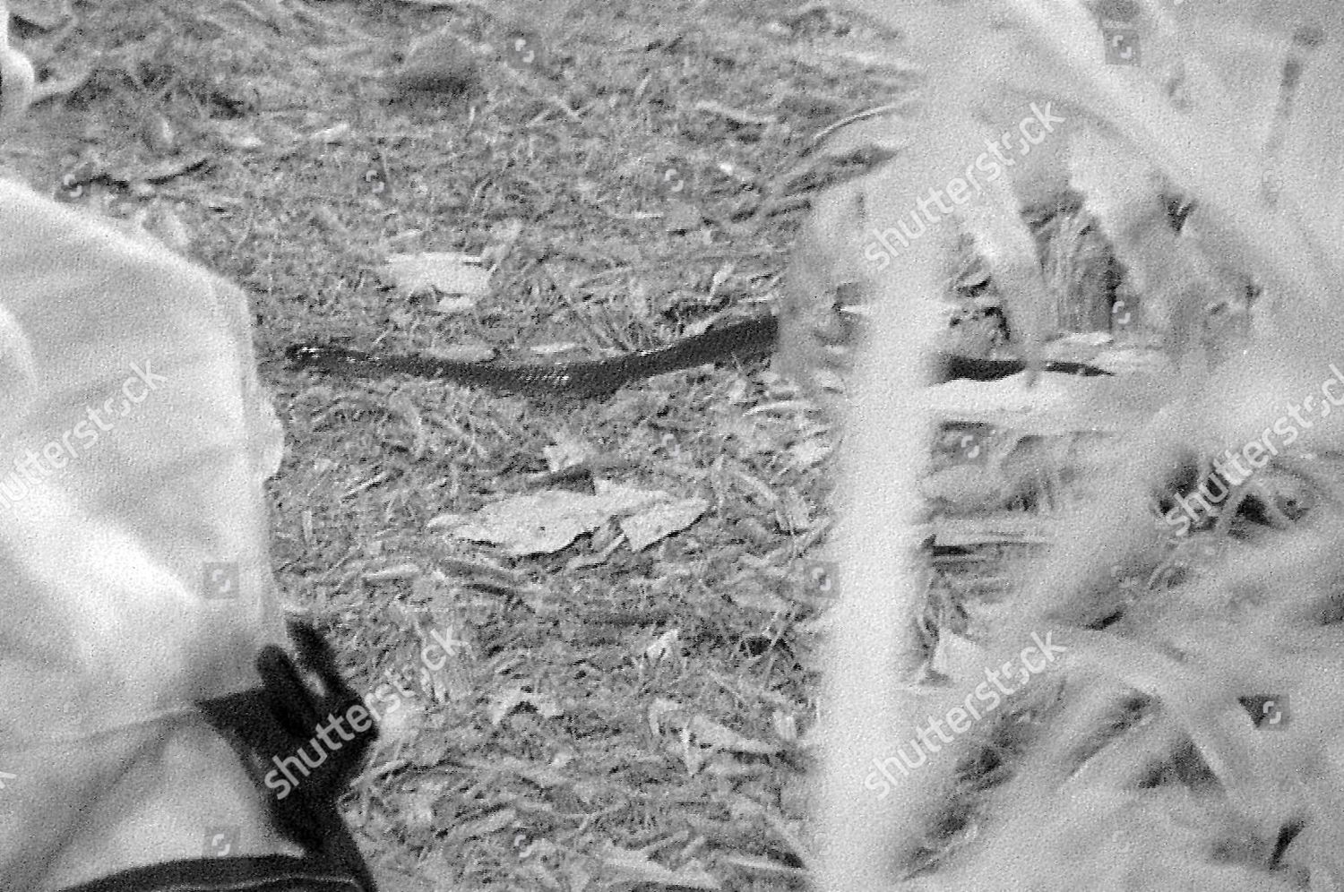 Snake Camp Editorial Stock Photo - Stock Image | Shutterstock