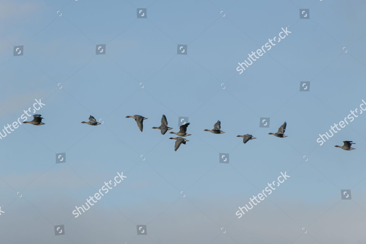 Pinkfooted Geese Anser Brachyrhynchus Flight Svalbard Editorial Stock ...