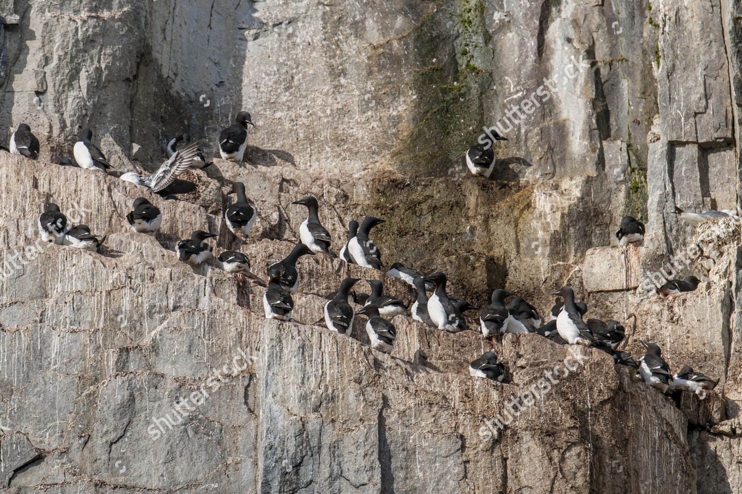 Common Murres Uria Aalge Bird Cliffs Editorial Stock Photo - Stock ...
