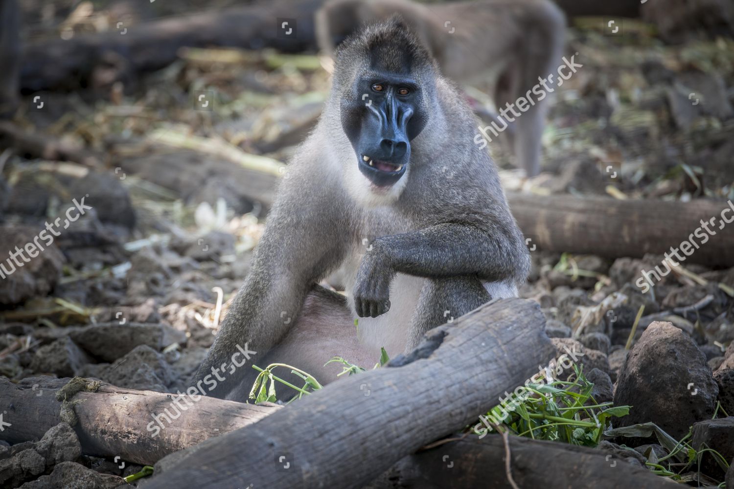 Drill Mandrillus Leucophaeus Captive Primate Sanctuary Editorial Stock ...