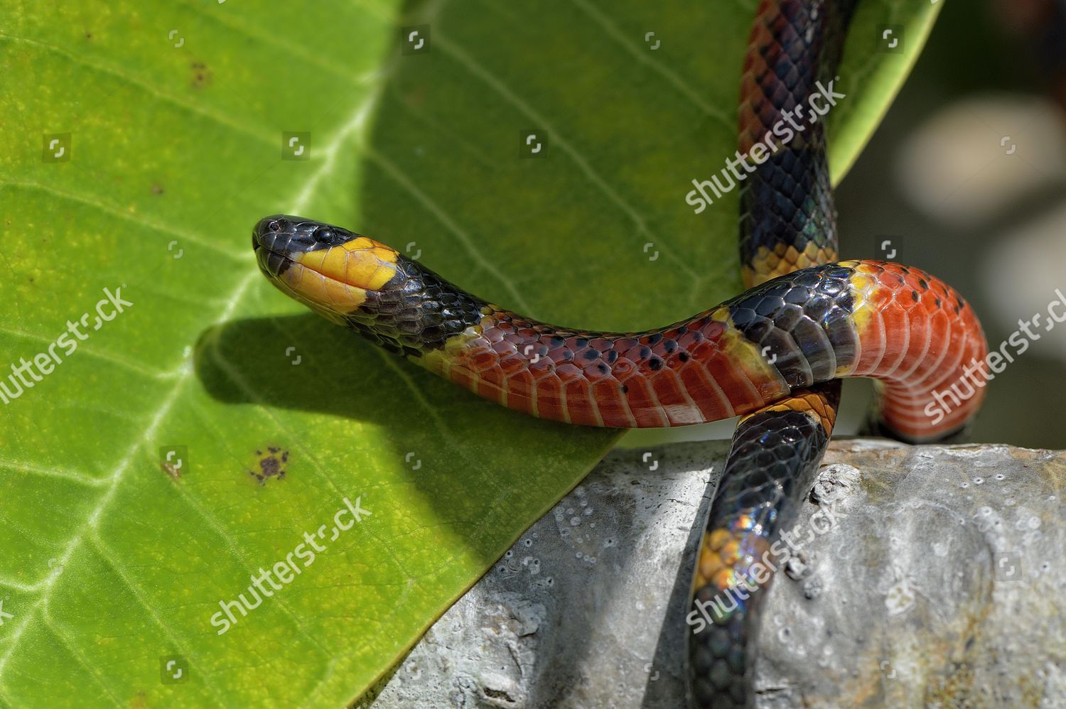 Variable Coral Snake Micrurus Diastema Very Editorial Stock Photo ...