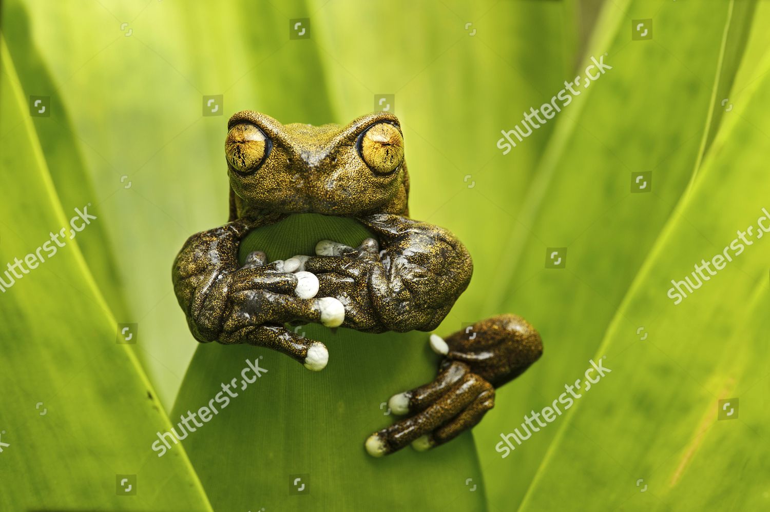 Hyloscirtus Tapichalaca Hyloscirtus Tapichalaca Neotropical Tree ...