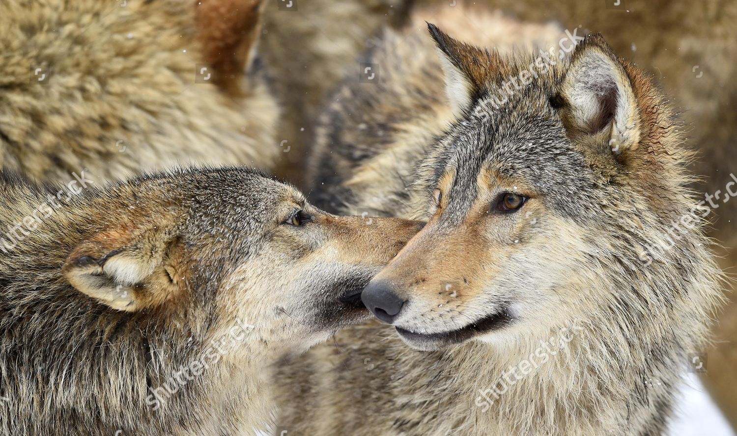 Eastern Wolves Eastern Timber Wolves Canis Editorial Stock Photo - Stock Image | Shutterstock