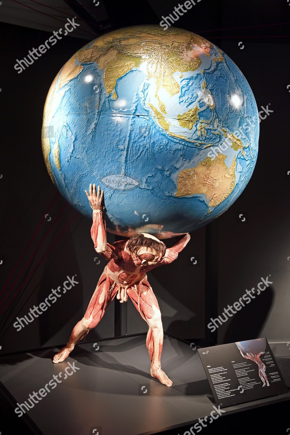 Plastinate Man Atlas Body Worlds Menschen Editorial Stock Photo - Stock ...