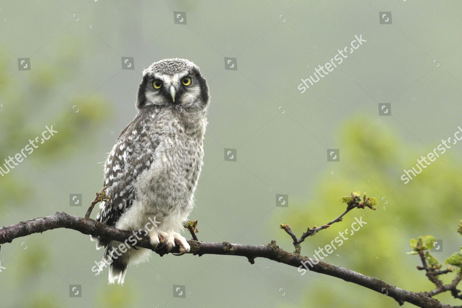 Northern Hawkowl Surnia Ulula Young Bird Editorial Stock Photo - Stock ...