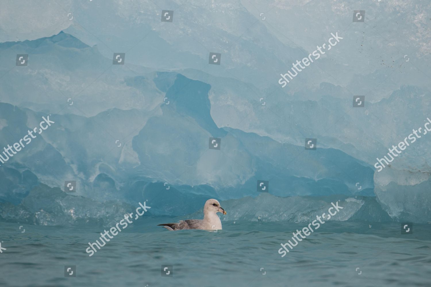 Northern Arctic Fulmar Fulmarus Glacialis Swimming Editorial Stock ...