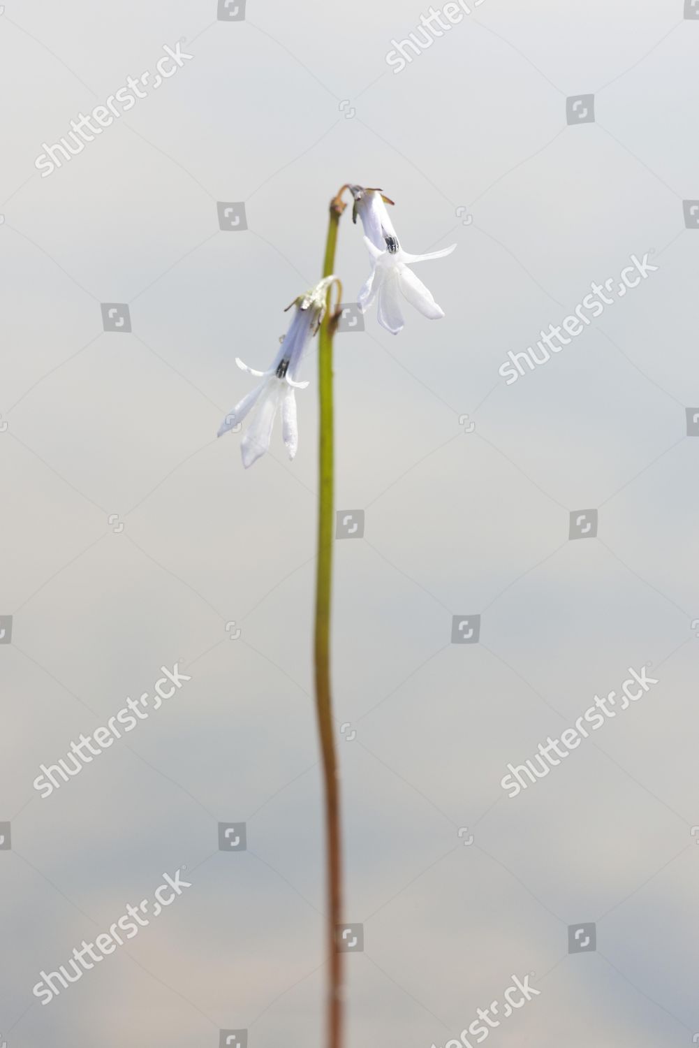 Dortmanns Cardinalflower Water Lobelia Lobelia Dortmanna Editorial ...