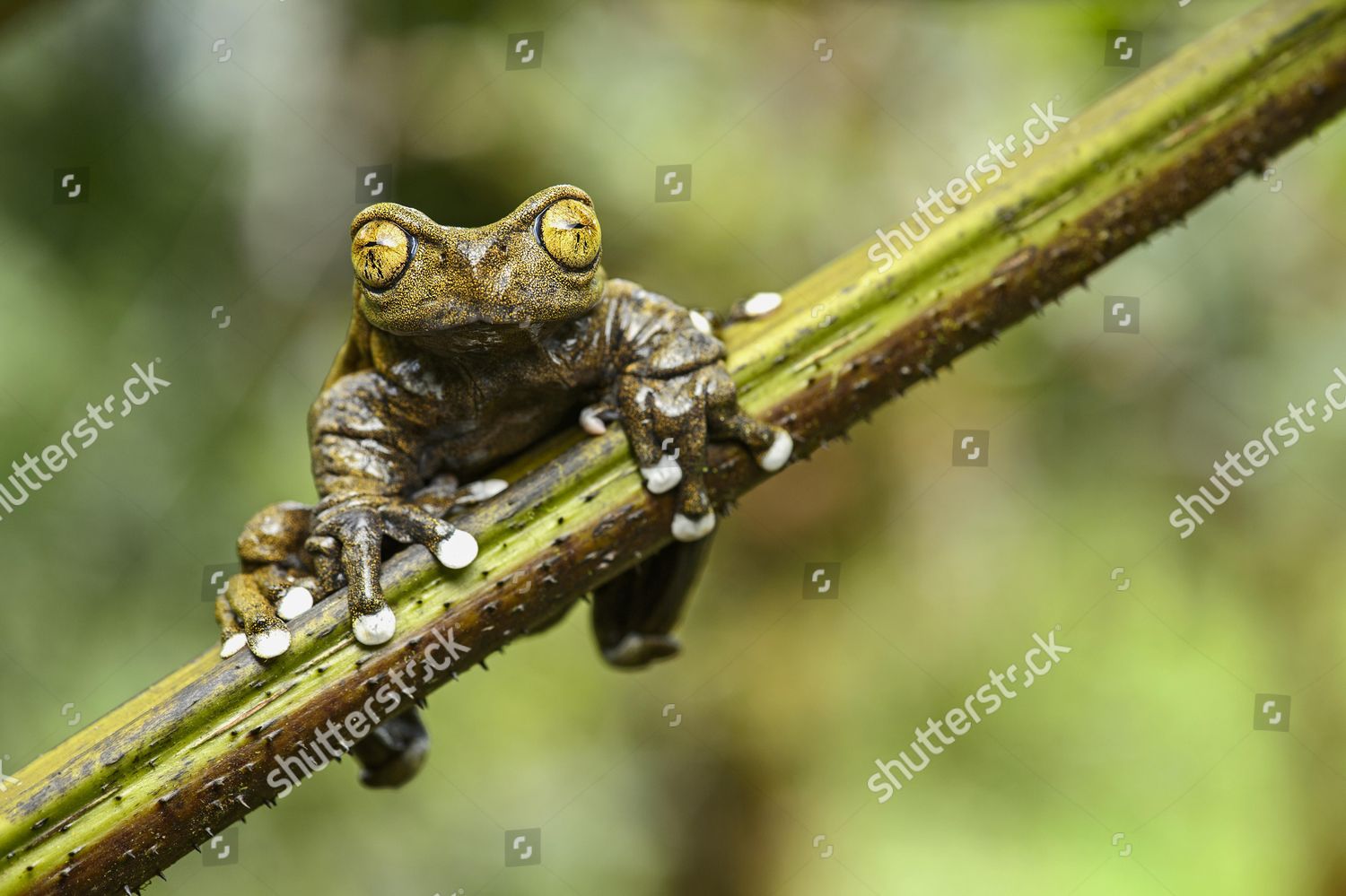 Endemic Neotropical Frog Tapichalaca Torrenteer Hyloscirtus Editorial ...