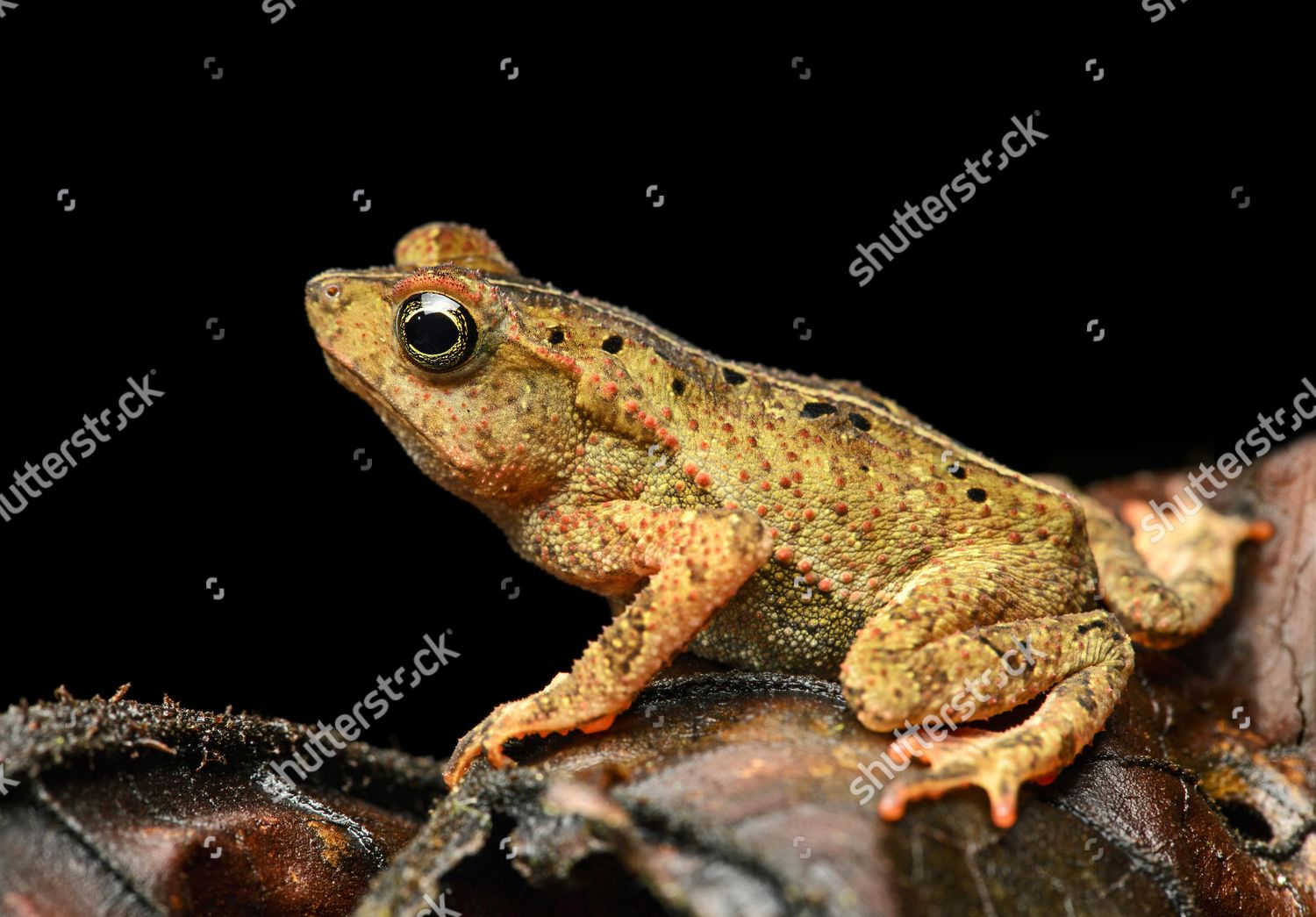 South American Common Toad Rhinella Margaritifera Editorial Stock Photo - Stock Image | Shutterstock