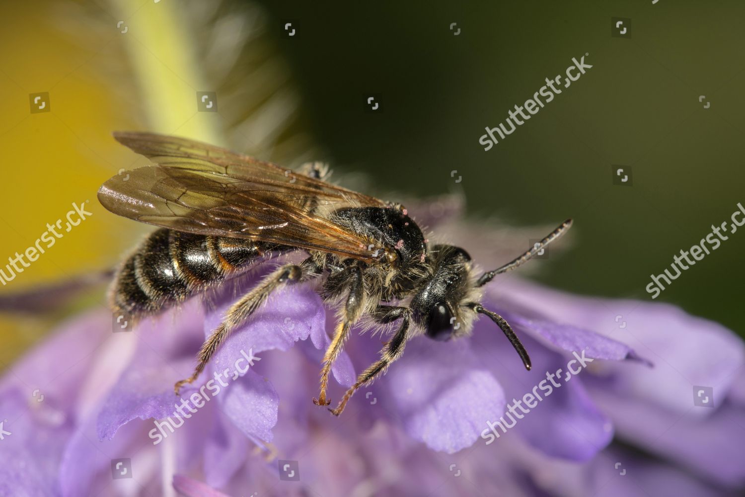 Banded Darkbee Stelis Punctulatissima On Field Editorial Stock Photo ...