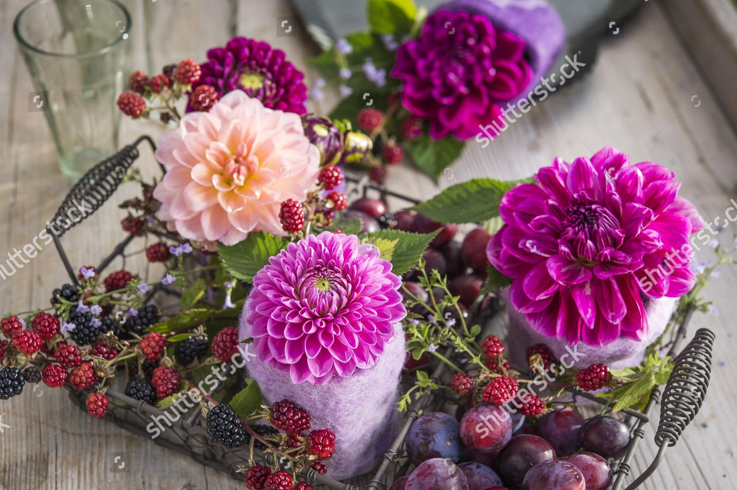 Dahlias Dalia Hybrids Burgundy Pink Vases Editorial Stock Photo - Stock ...