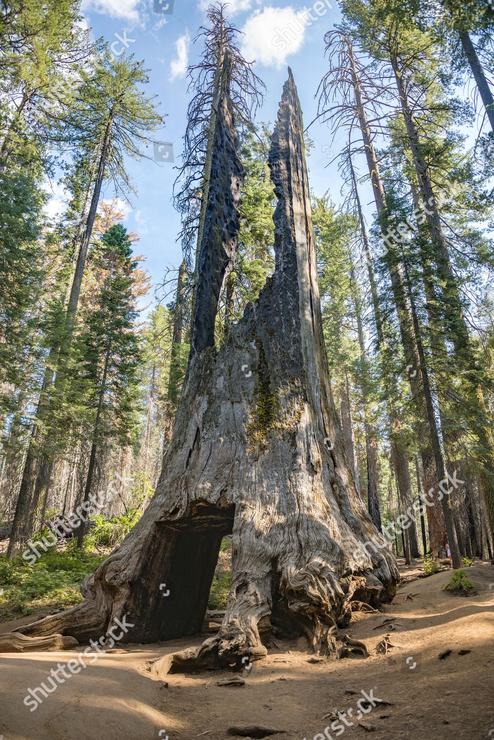 Tunnel Through Trunk Dead Giant Sequoia Editorial Stock Photo - Stock ...